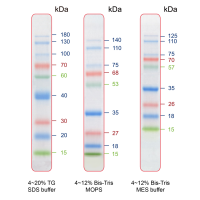 Multicolor Protein Ladder