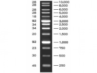 1 Kb DNA Ladder ( 50 μg/500 μl )